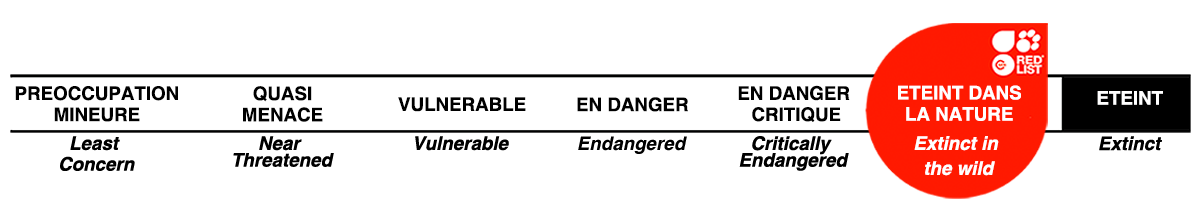 Zoo de La Palmyre, discovering the Scimitar-horned Oryx